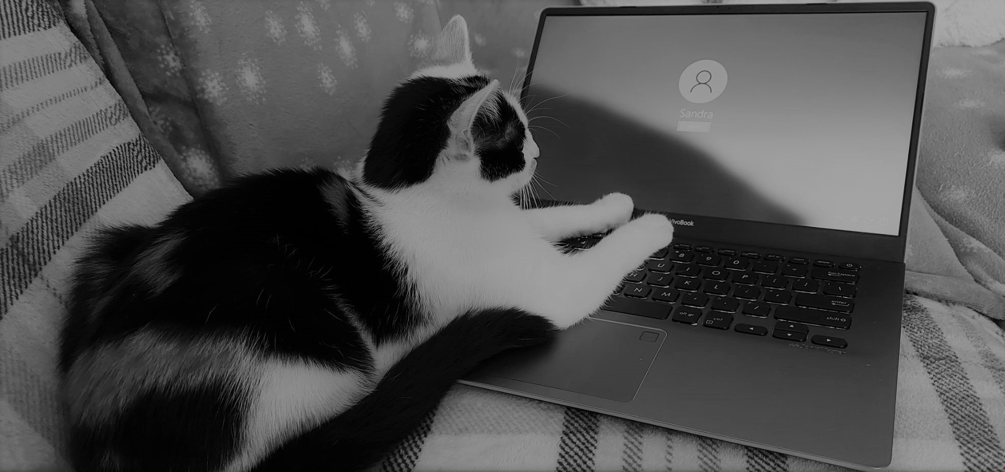 Home - DigitalCat Studio